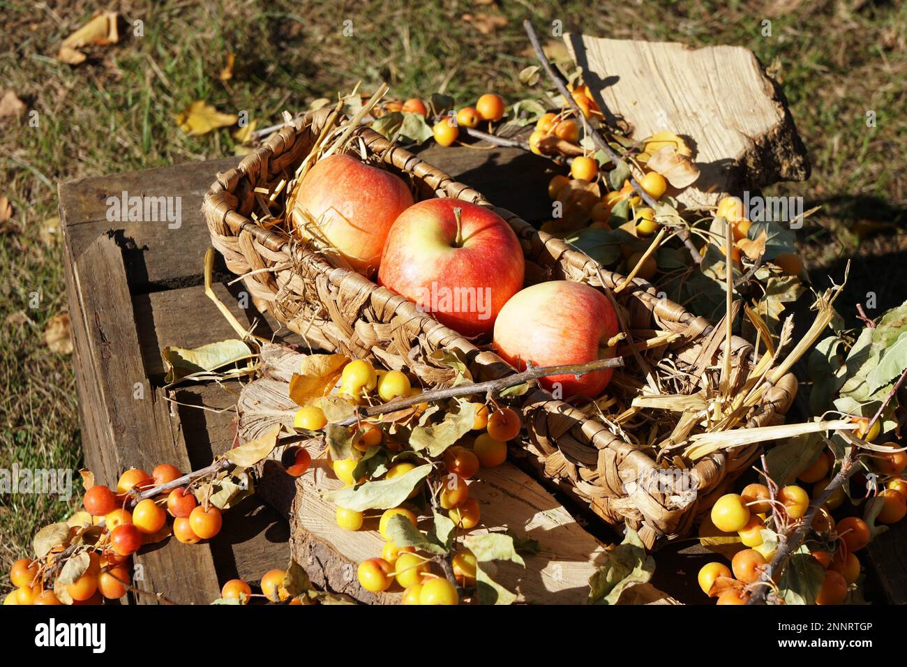 organic apples in basket autumn themed rustic outdoor still life Stock ...