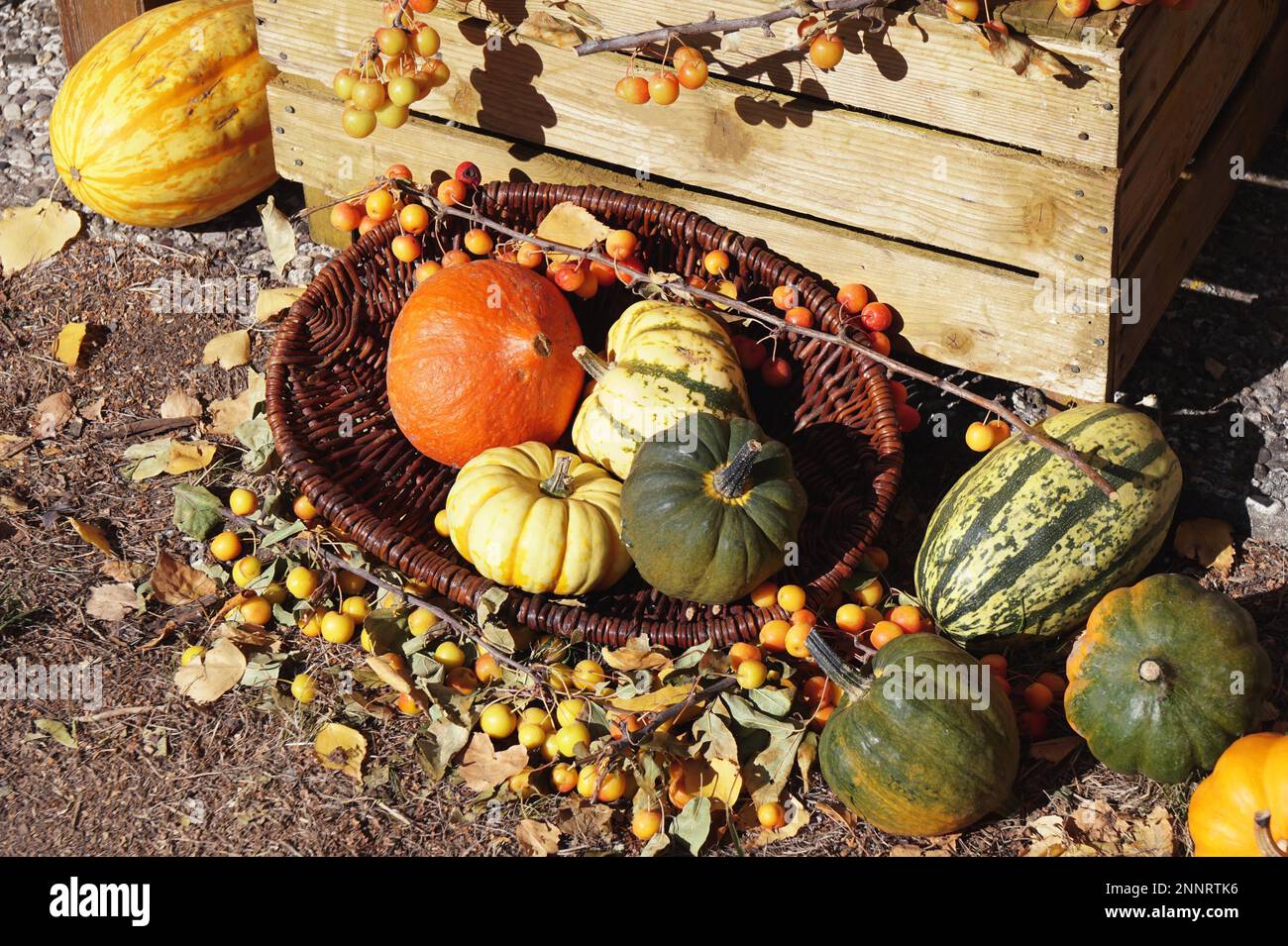 variety of pumpkins in basket autumn themed rustic outdoor still life ...
