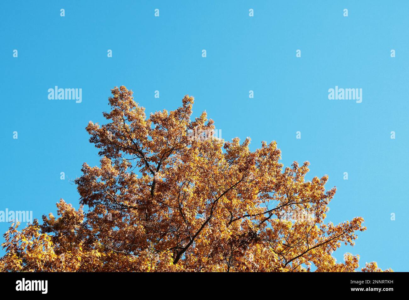 fall colors background - treetop view of tree with golden autumn leaves ...