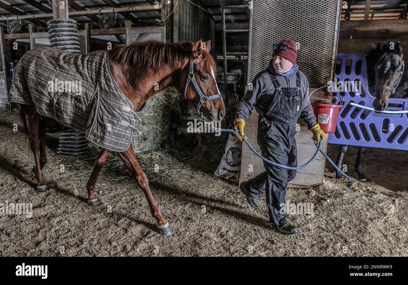 Eric Foster leads My merry Lou from the stables at Foster Family Racing ...