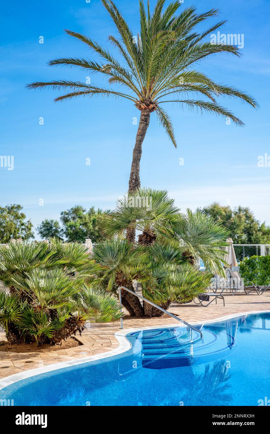 swimming pool with a palm tree Stock Photo - Alamy