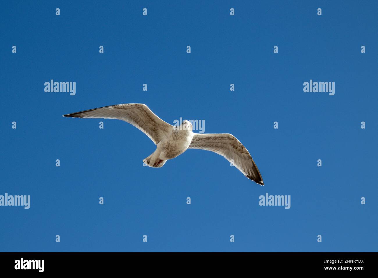 Common Gull (Larus canus) in flight at Worthing Stock Photo - Alamy
