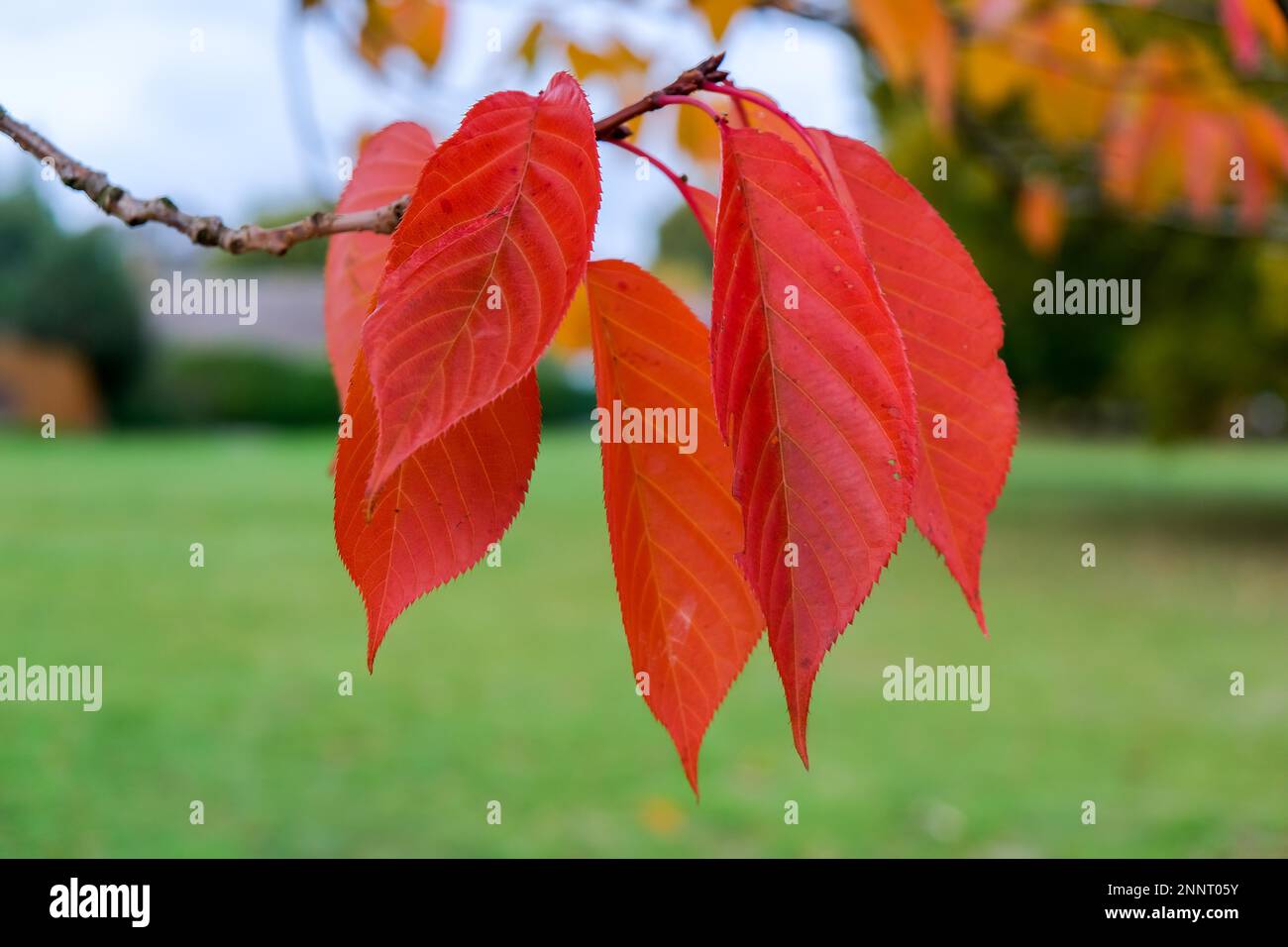 Bird Cherry (Prunus padus) tree leaves in autumn in East Grinstead ...