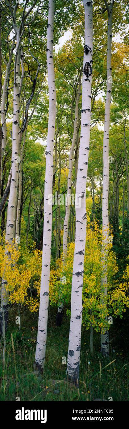 Aspen tree hi-res stock photography and images - Alamy