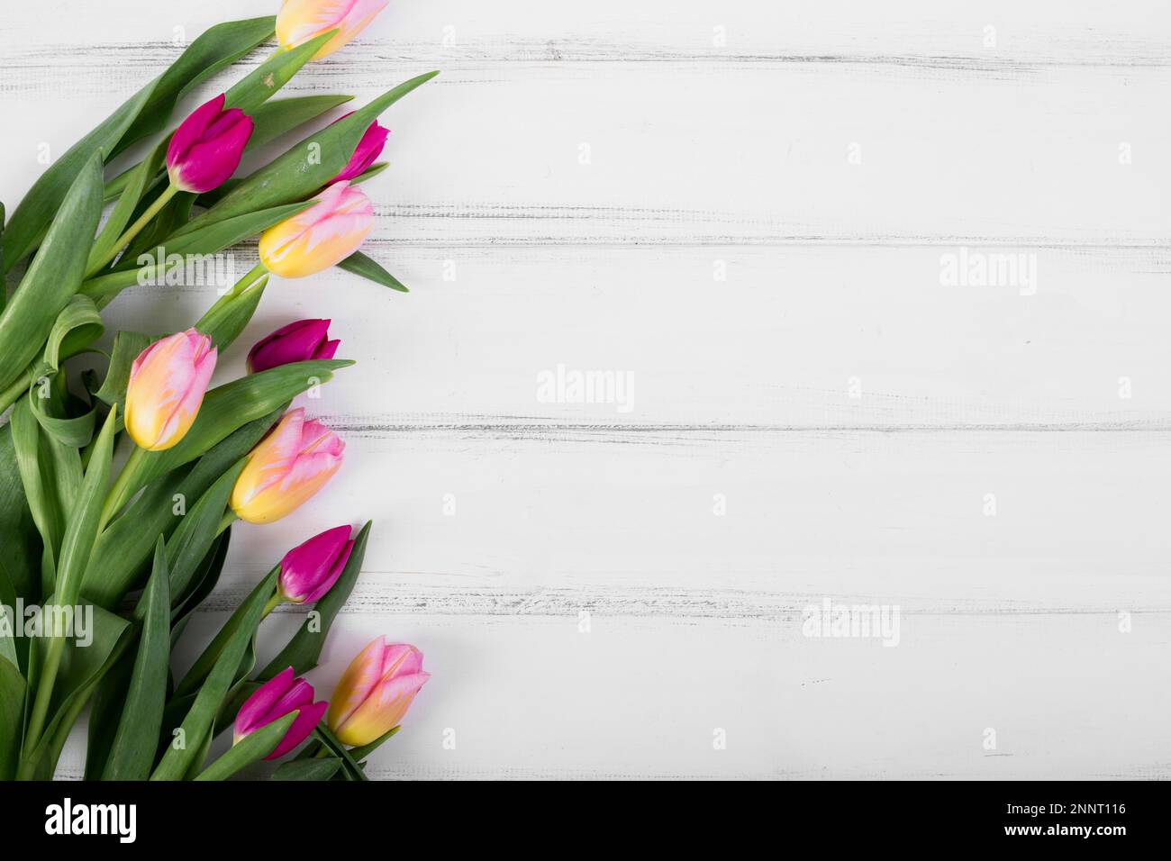 Beautiful line of tulips hi-res stock photography and images - Alamy