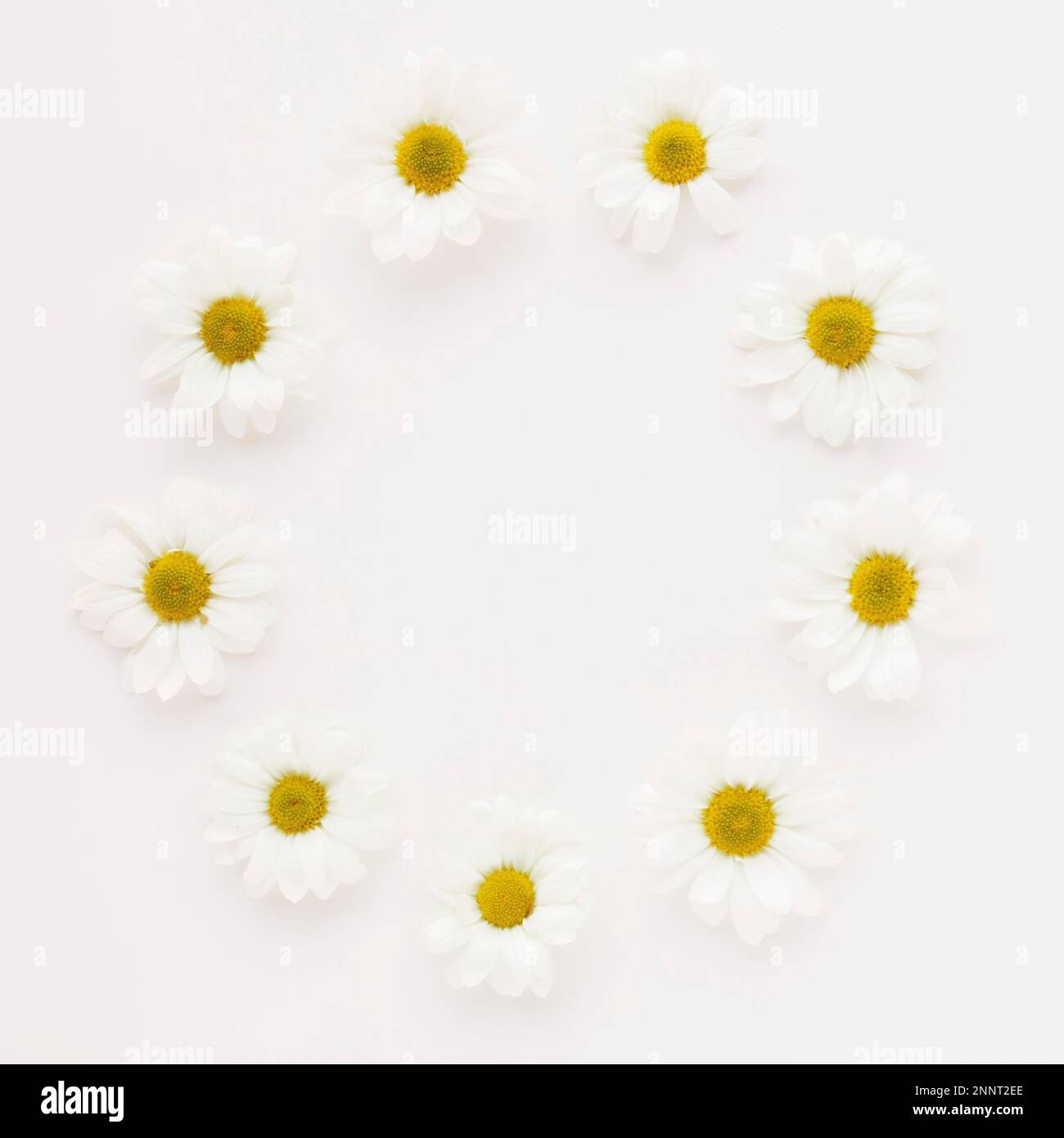 circle daisy flower buds Stock Photo - Alamy