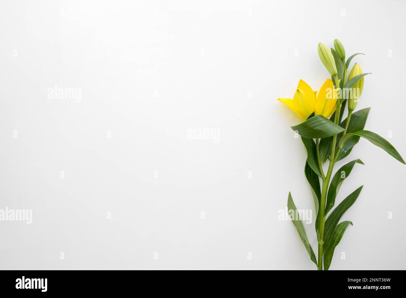 Lily backdrop hi-res stock photography and images - Alamy