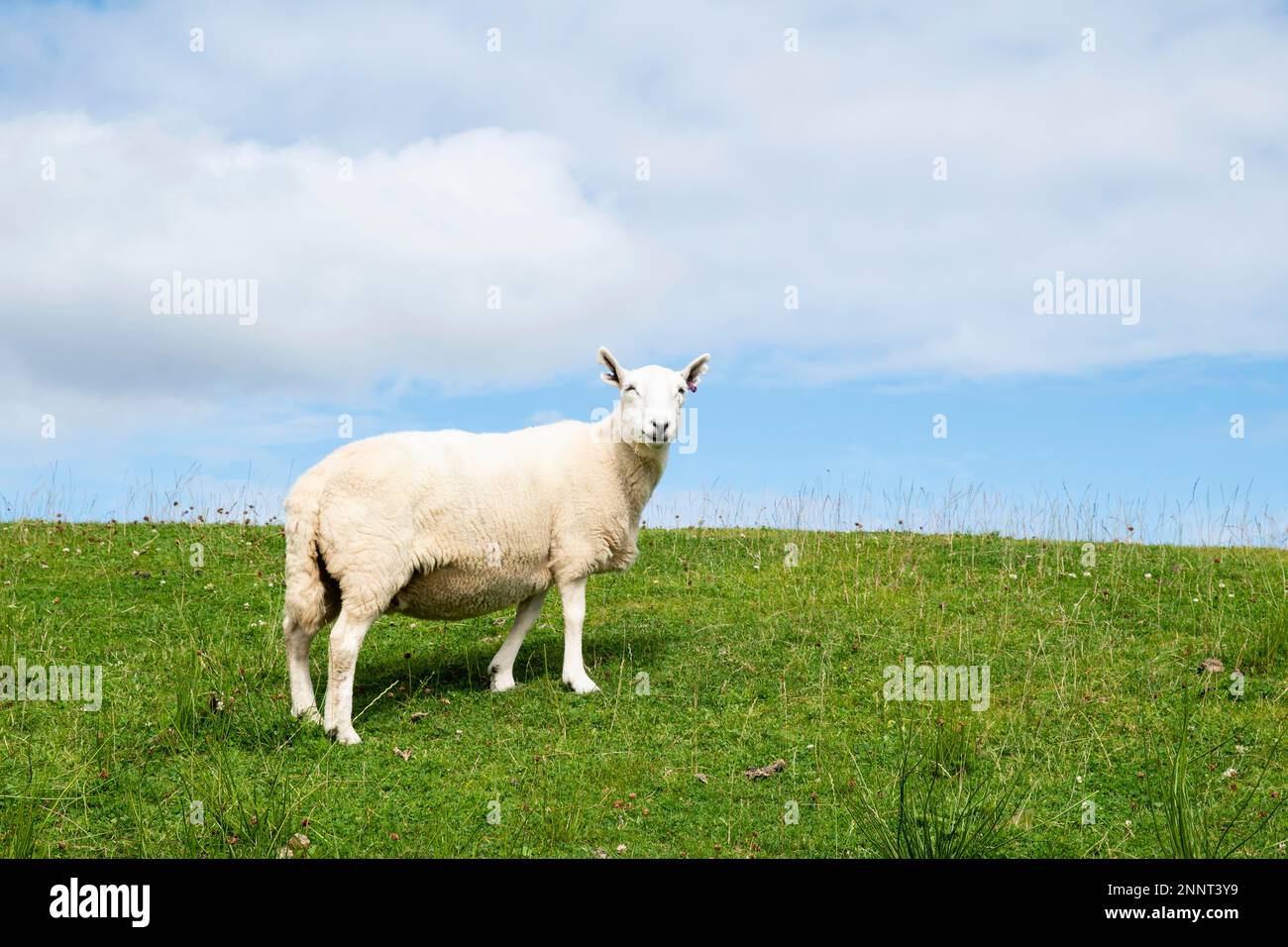 Sheep on green pasture with view in camera, Isle of Skye, Scotland, Great Britain Stock Photo ...