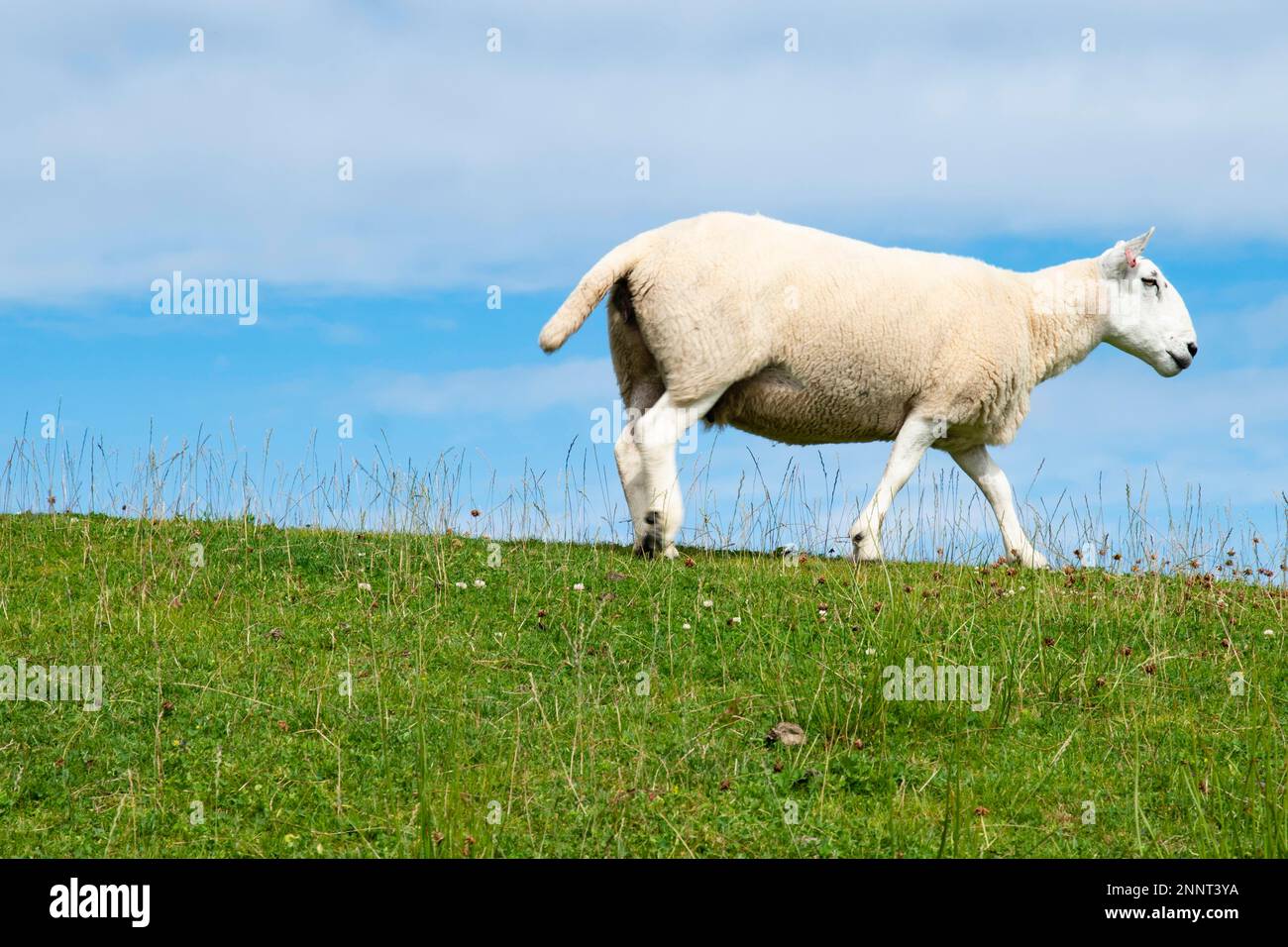 Sheep on green pasture, Isle of Skye, Scotland, Great Britain Stock Photo - Alamy