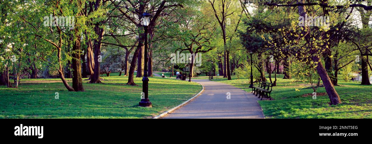 Trees In A Park, Central Park, NYC, New York City, New York State, USA ...