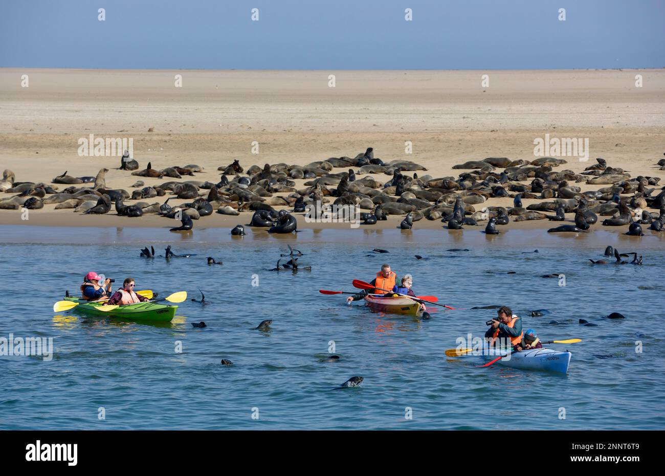 Tourists in sea kayaks between South African sea bears (Arctocephalus ...
