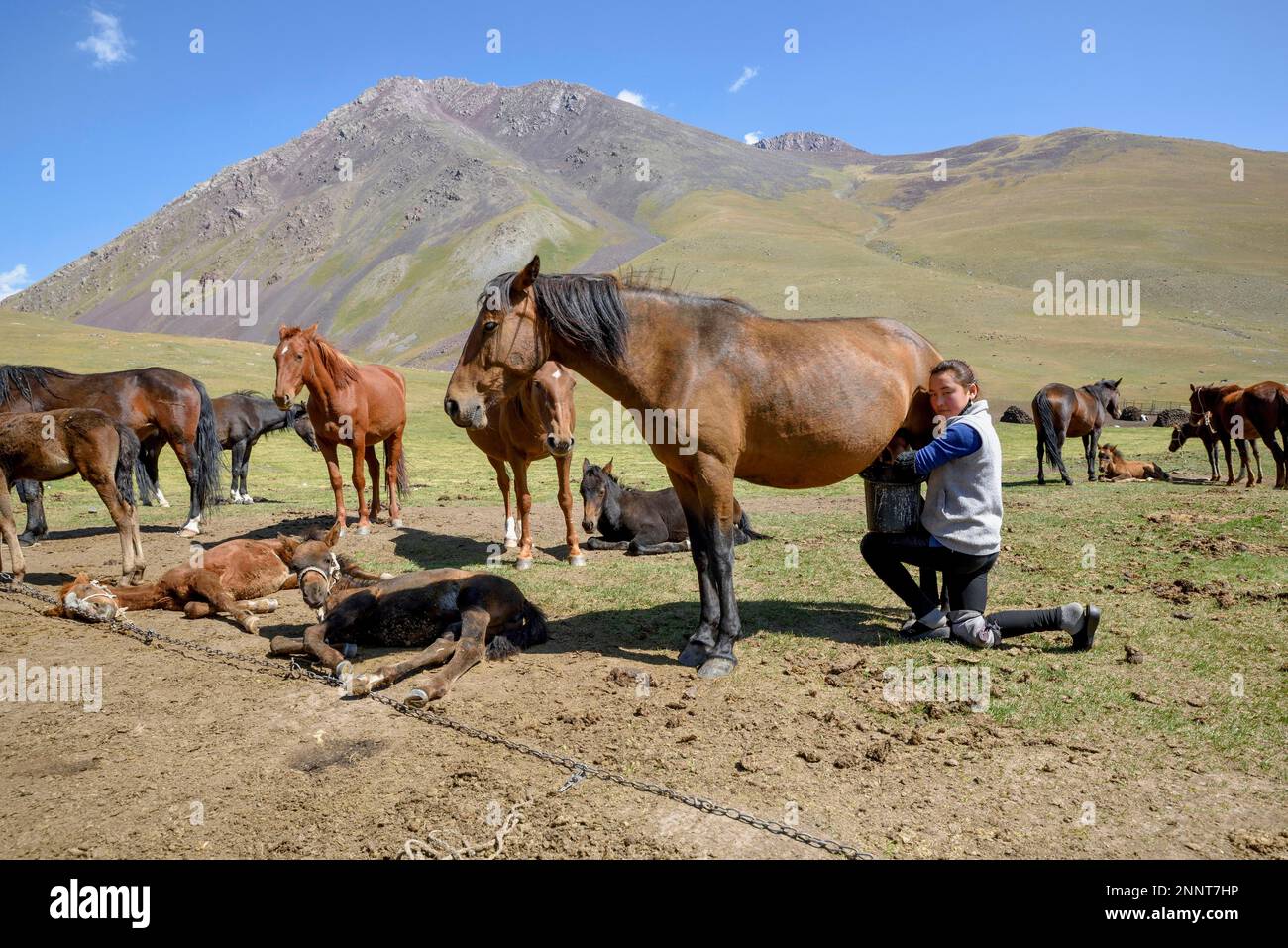 Horse milk central asia hi-res stock photography and images - Alamy
