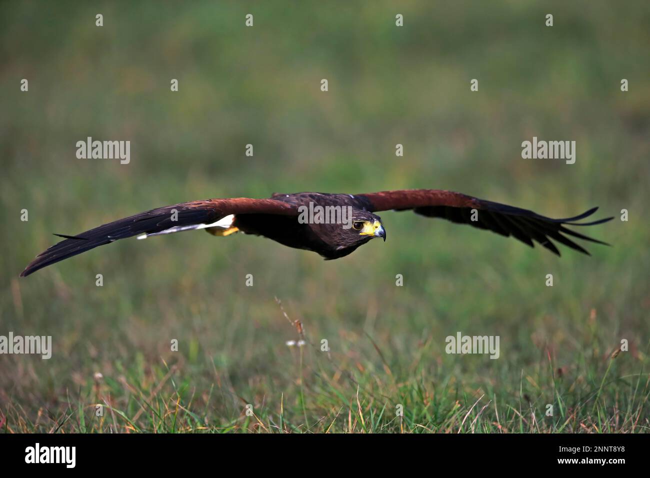 Harris' Hawk (Parabuteo unicinctus), adult flying, Rimavska Sobota ...