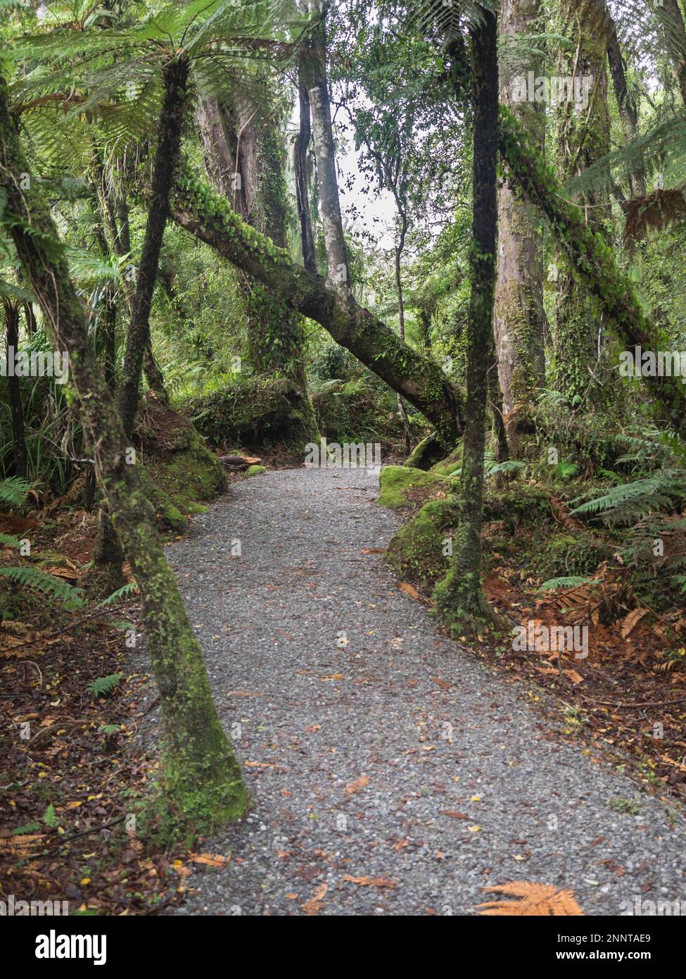 Path passing through forest, Te Wahipounamu, West Coast, South Island ...