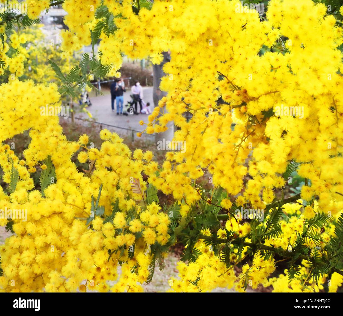 Lots of silver wattle (Acacia dealbata / blue wattle / mimosa) are in ...