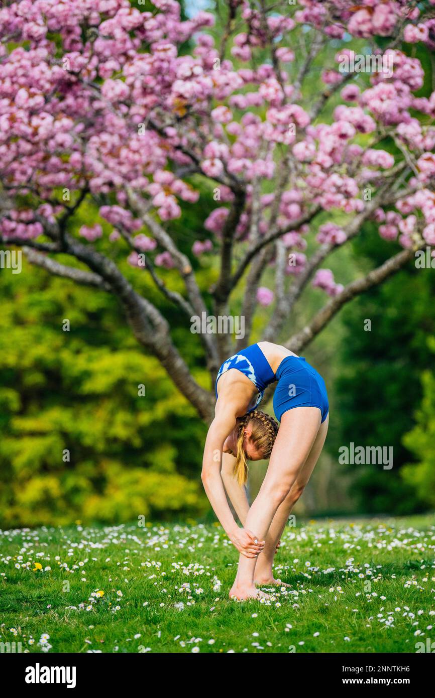 Female contortionist stretching under cherry blossom, Battle Point Park ...
