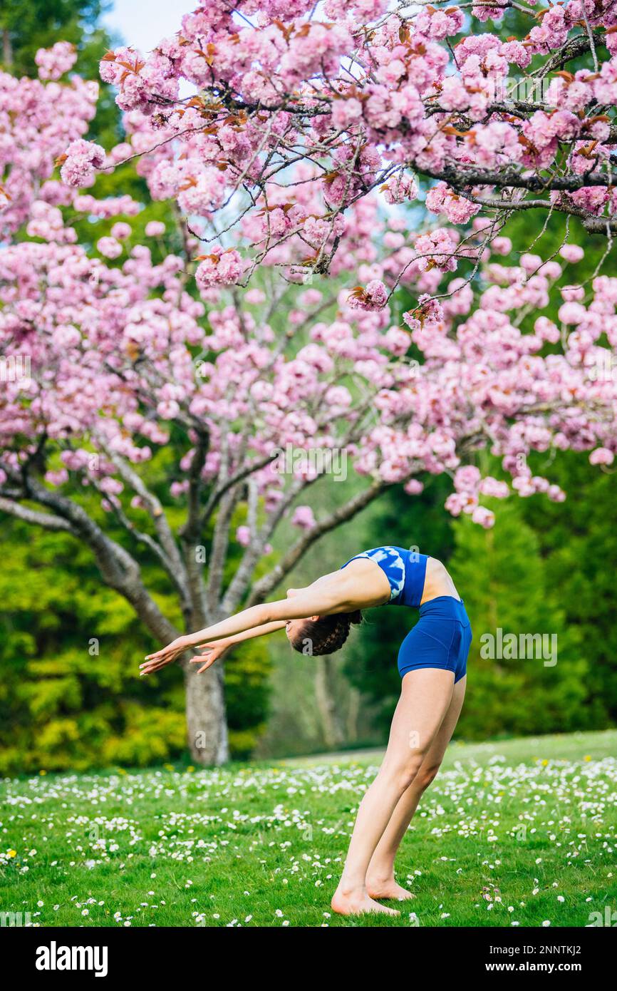 Female contortionist stretching under cherry blossom, Battle Point Park ...
