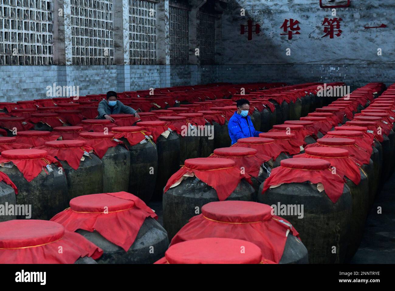 Workers check the fermentation of Chinese liquor (baijiu) at a ...