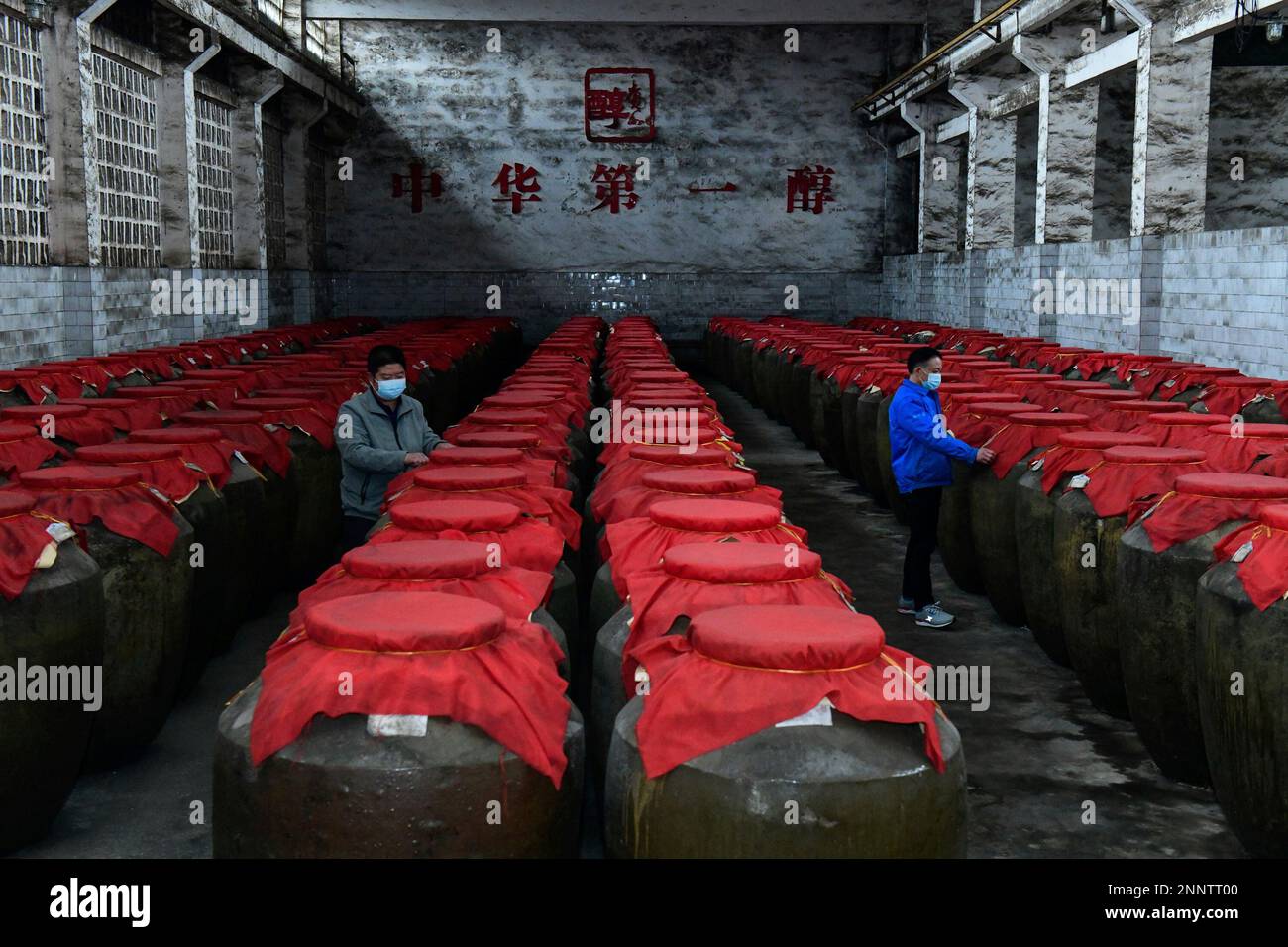 Workers check the fermentation of Chinese liquor (baijiu) at a ...
