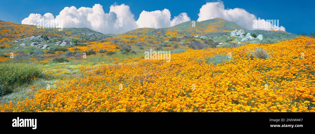 California poppies (Eschscholzia californica), Temescal Mountains ...