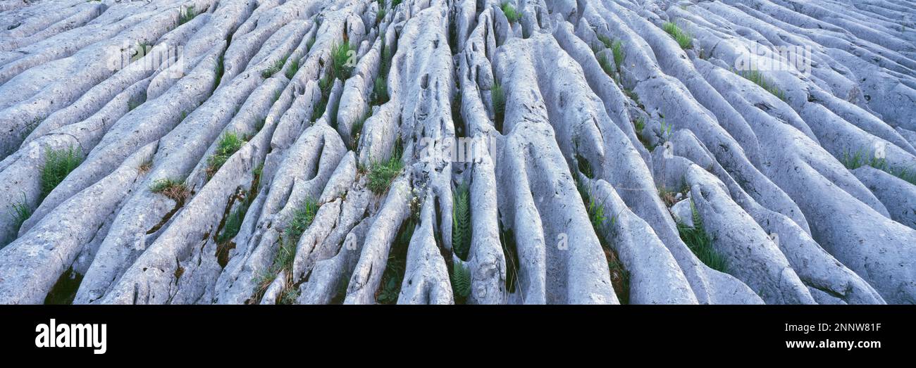 Karst topography in limestone rock formations known as Karren grooves ...