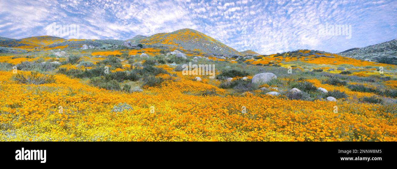 California poppy (Eschscholzia californica) super bloom, Temescal ...