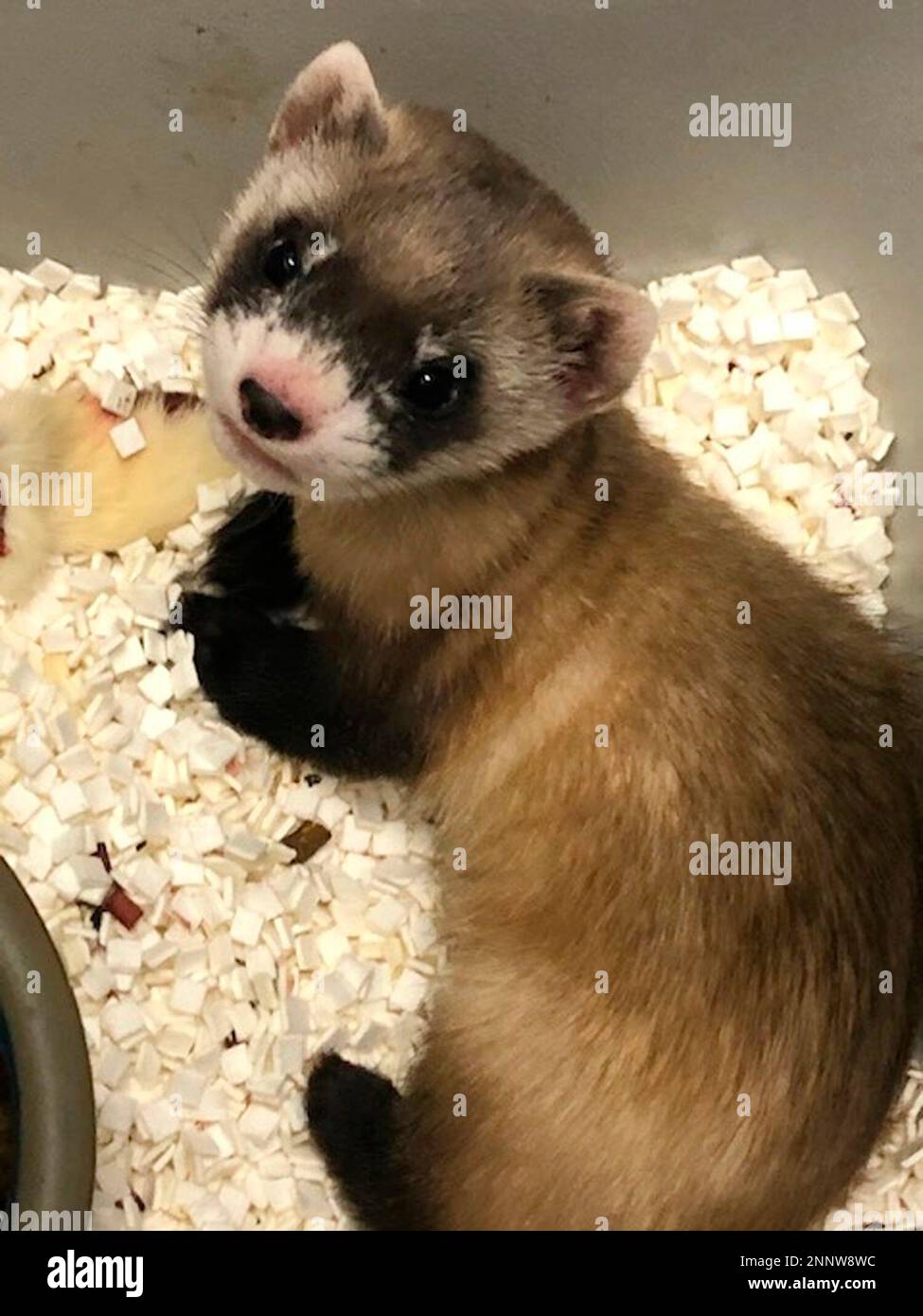 In this photo provided by the U.S. Fish and Wildlife Service is ...