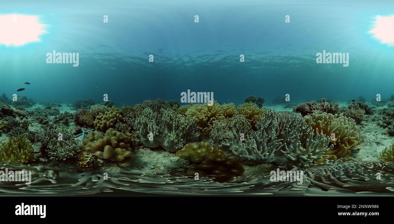 Tropical fishes and coral reef at diving. Beautiful underwater world ...