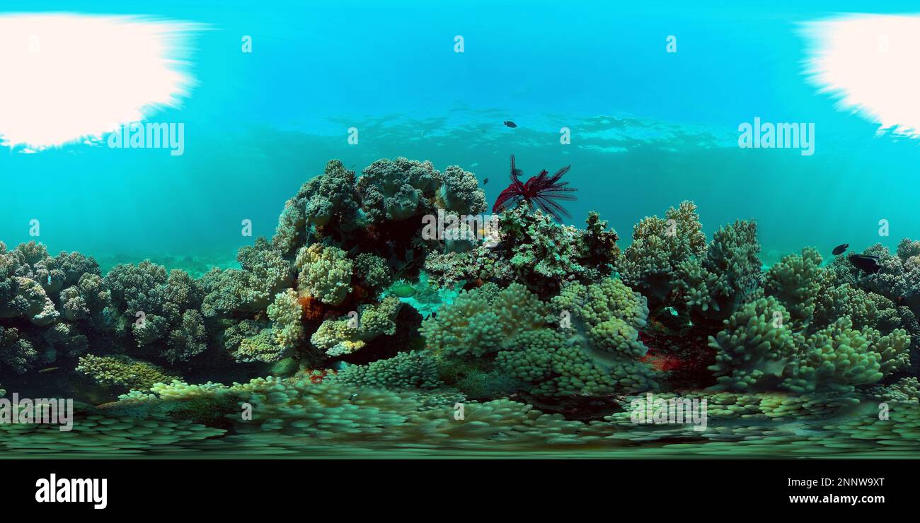 Sealife, Diving near a coral reef. Beautiful colorful tropical fish on ...