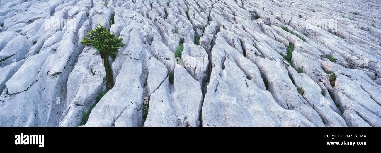 Karst topography, Karren grooves, Reserve des Aravis, La Clusaz, Haute ...