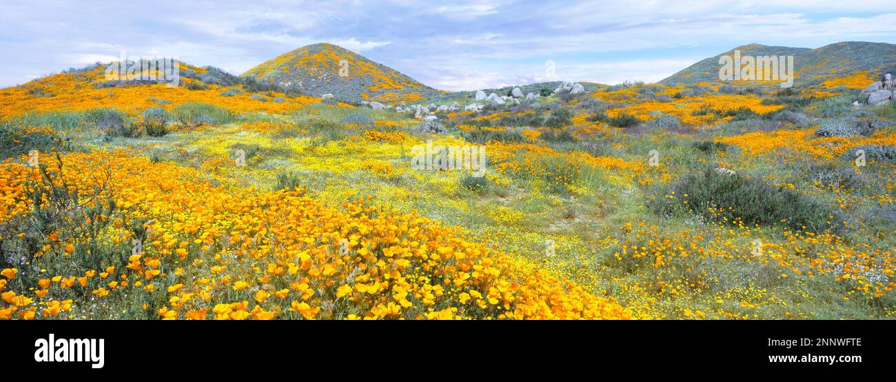 California poppy (Eschscholzia californica) super bloom, Temescal ...