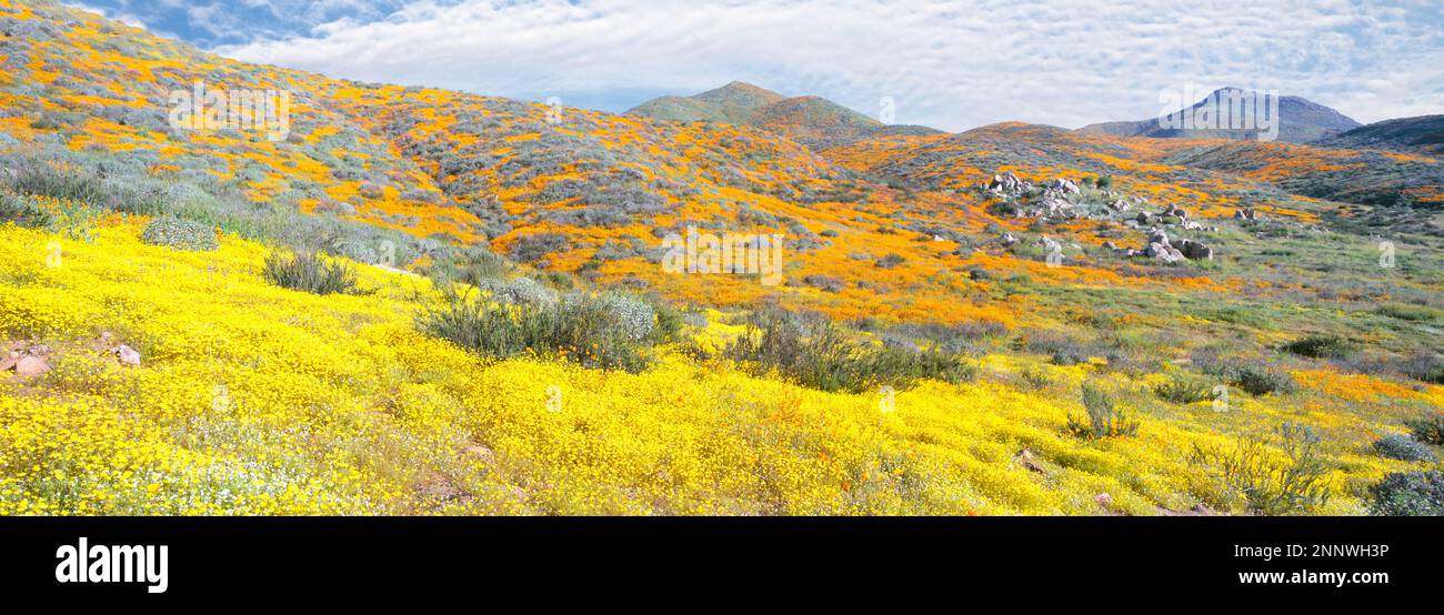 Wildflower super bloom, Temescal Mountains, Riverside County ...