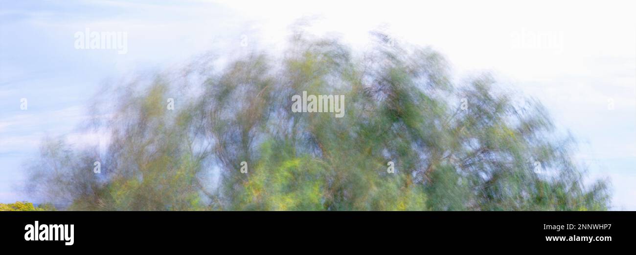 Long exposure shot of tree swaying in wind, Cabo Pulmo, Baja California ...