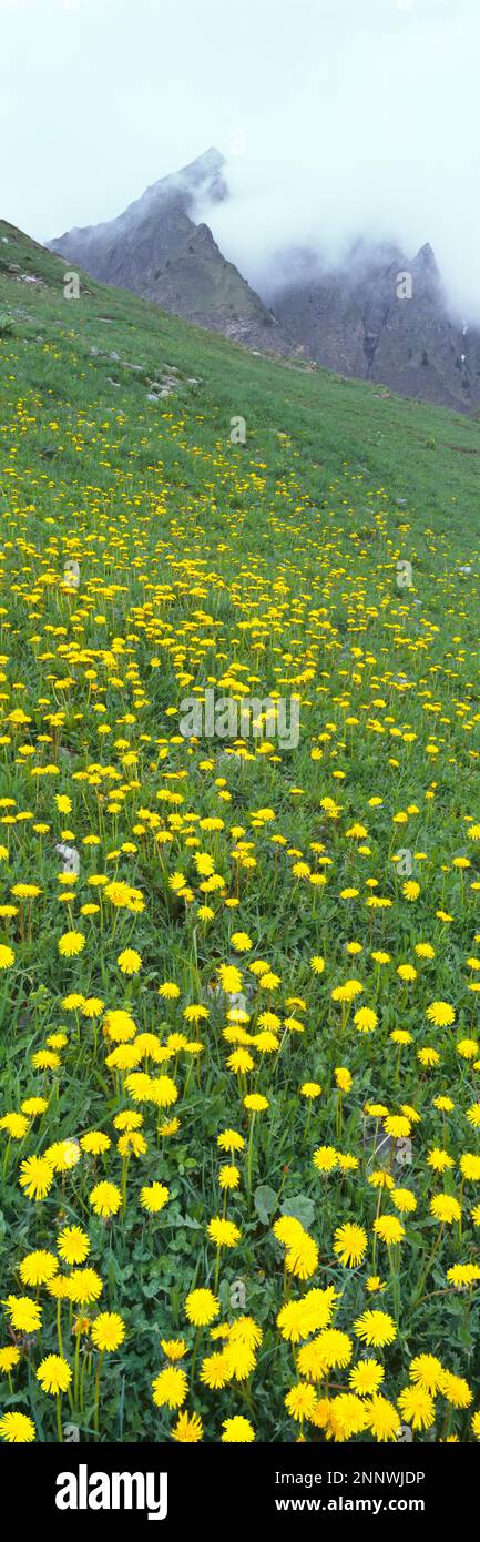 Yellow dandelions on mountainside, French Alps, Haute-Savoie, France ...