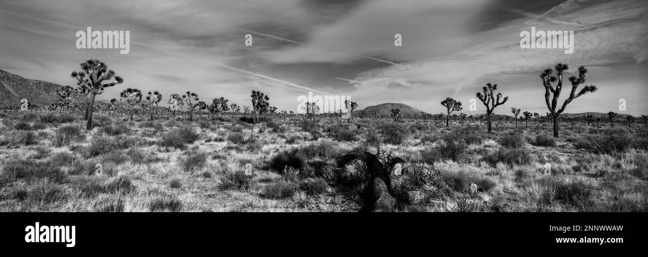 Joshua trees (Yucca brevifolia) in desert in grayscale, Joshua Tree ...