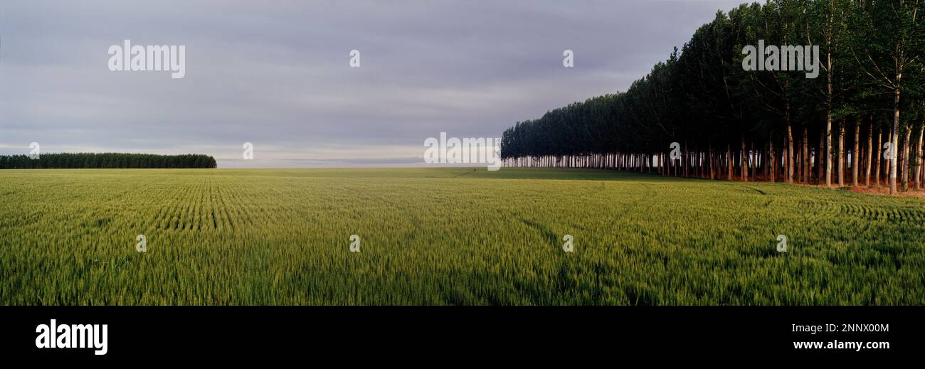 Countryside with green field and trees, Palouse, Washington State, USA ...