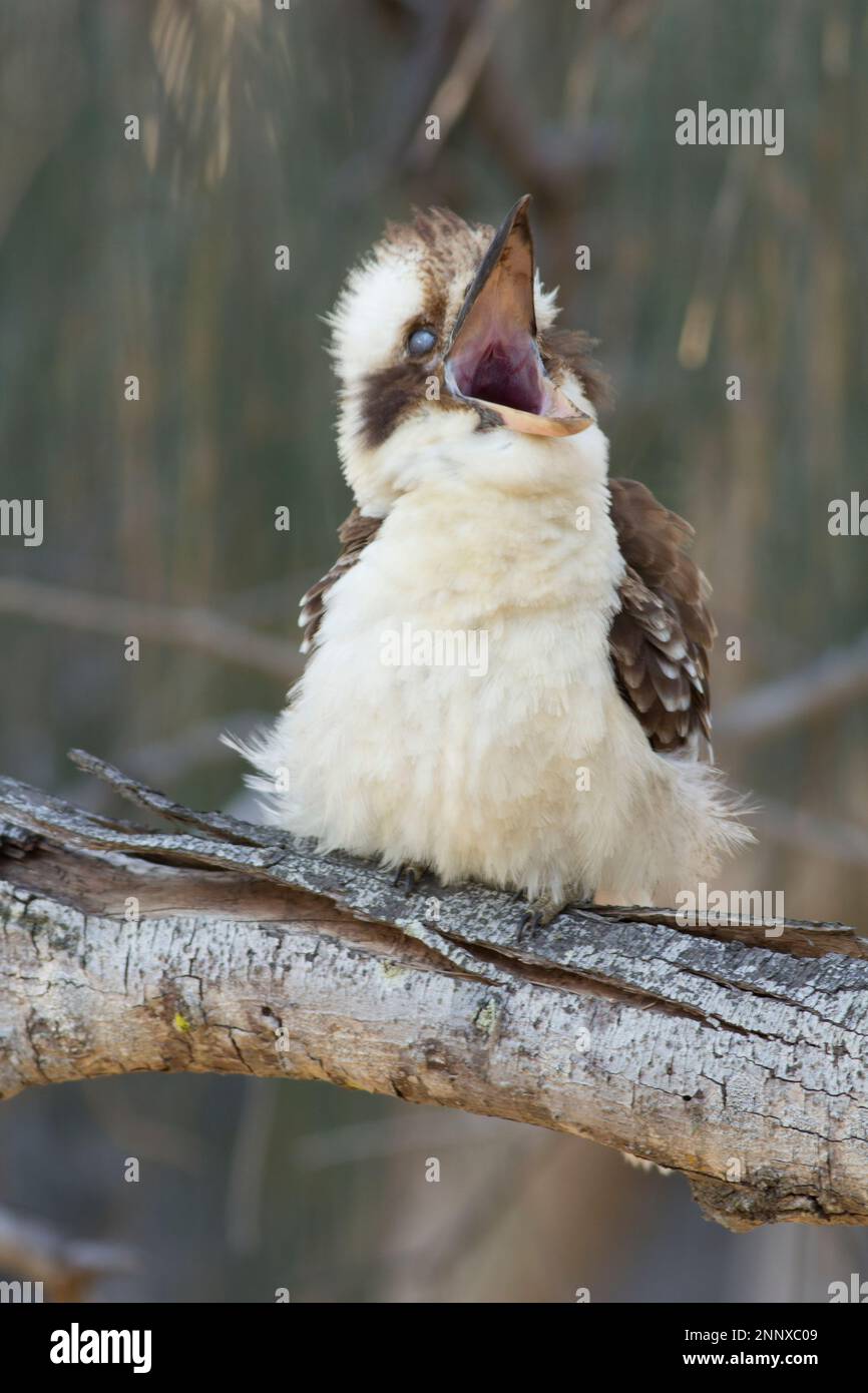 Australian laughing jackass hi-res stock photography and images - Alamy