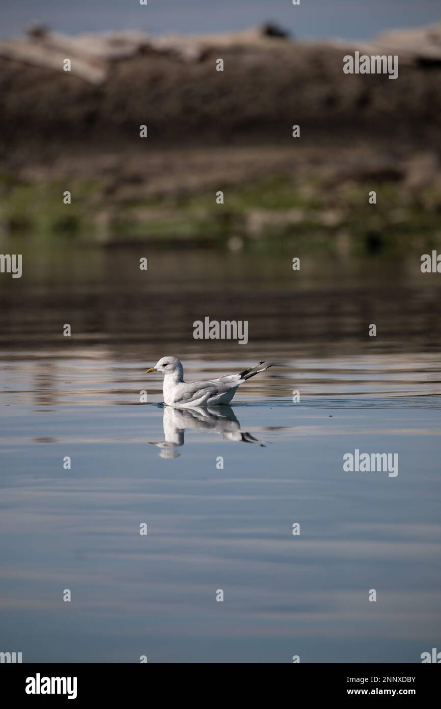 A short-billed gull formerly known as mew gull swimming in water with ...