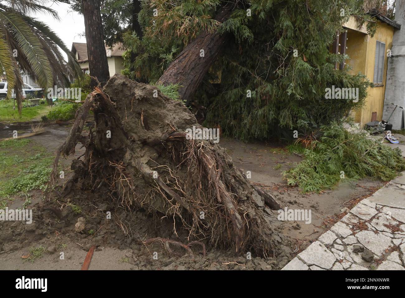 A massive redwood tree is seen after falling on a home in Bellflower ...