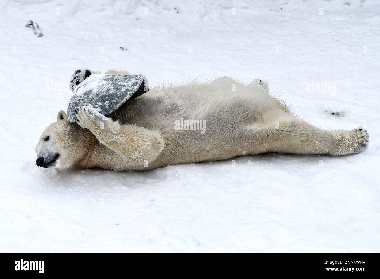 Two-year-old polar bear Hertha plays with a plastic bowl in the snow at ...