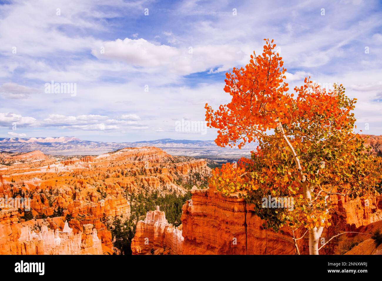 Rock tree landscape hi-res stock photography and images - Alamy