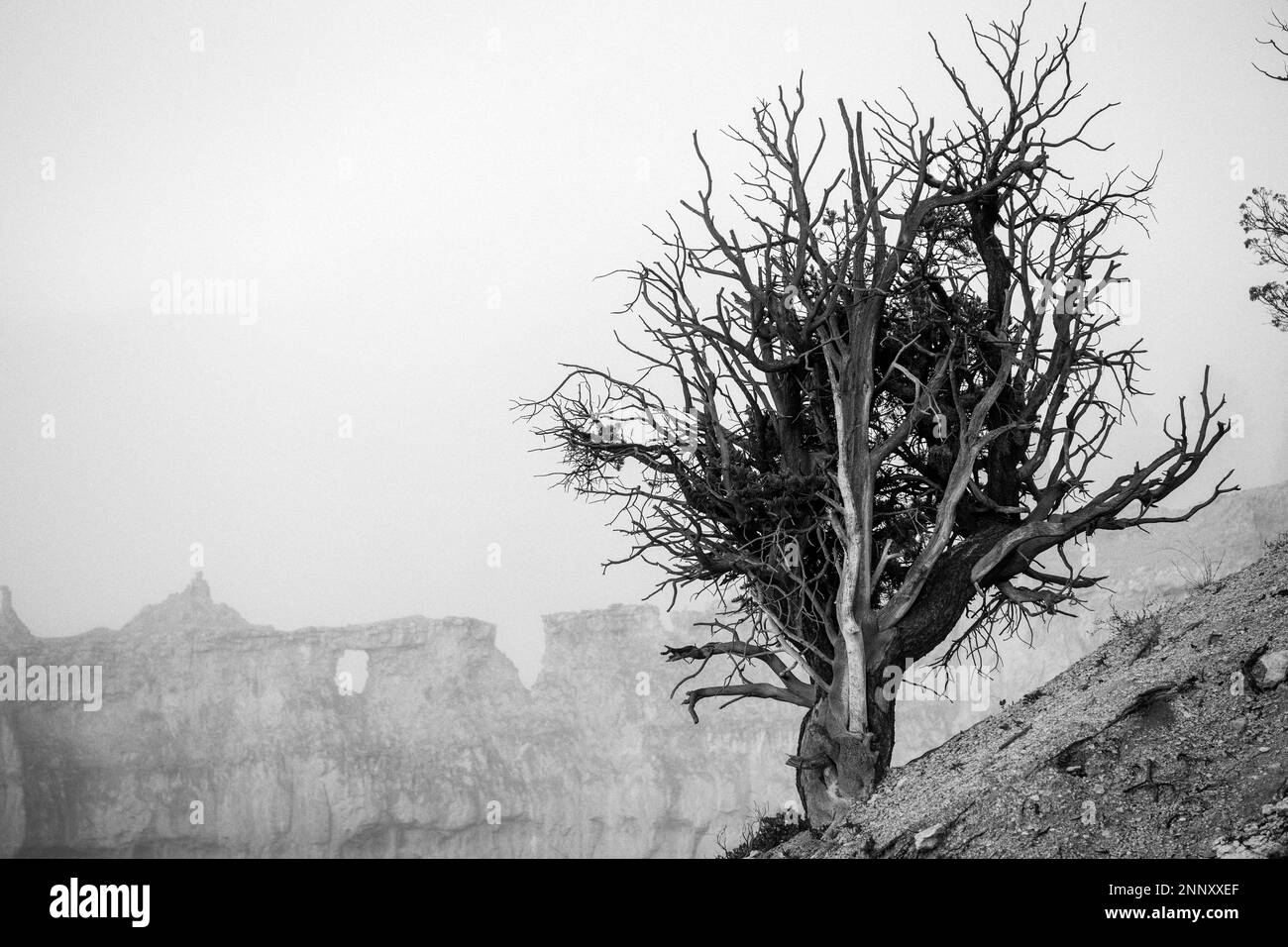 Tree nature nature landscape hi-res stock photography and images - Alamy