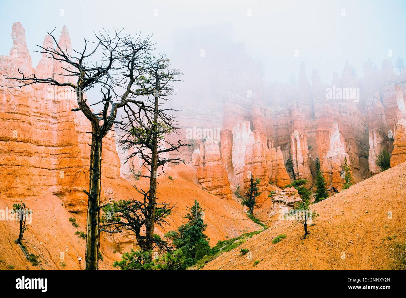 Sandstone rock trees in hi-res stock photography and images - Alamy