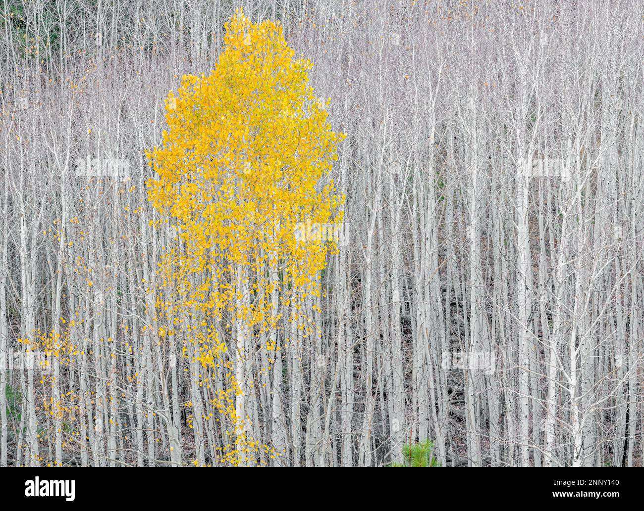 Aspen trees (Populus tremuloides) in autumn, Dixie National Forest ...