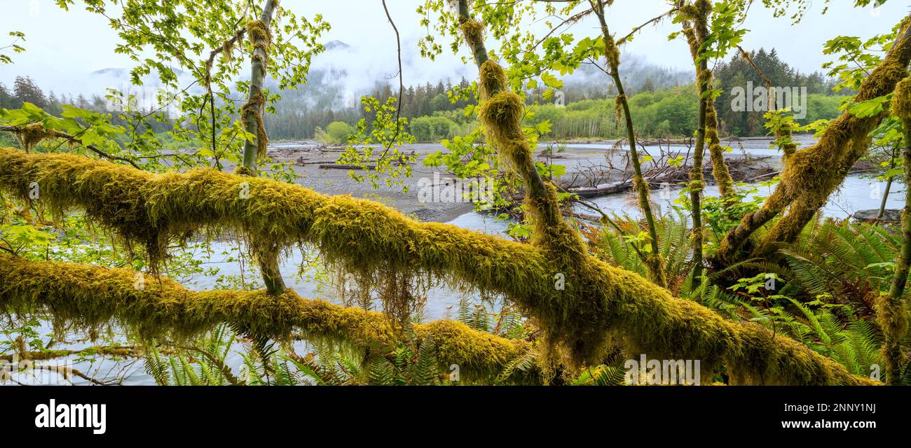 Vine maple (Acer circinatum) branch with moss, Olympic National Park ...