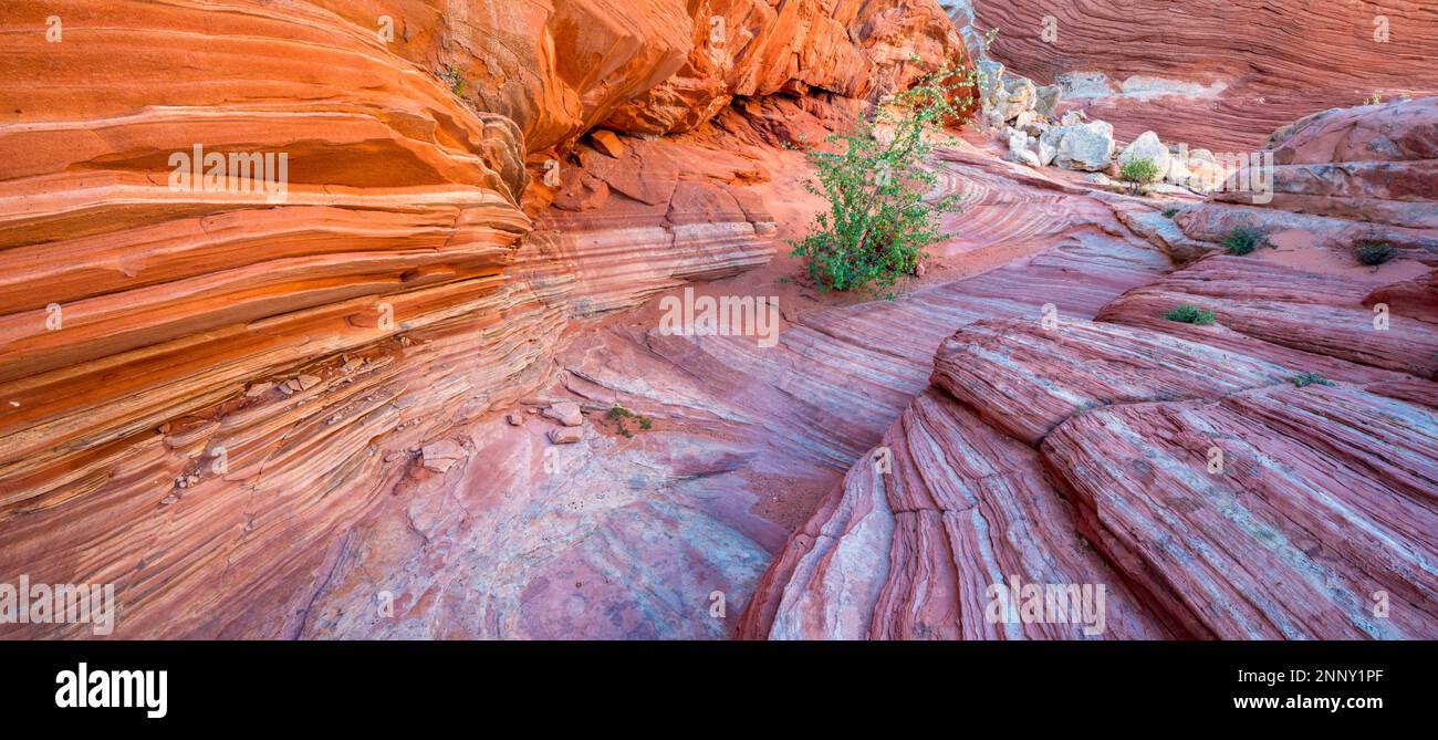 Serviceberry bush (Amelanchier utahensis) among sandstone formations ...