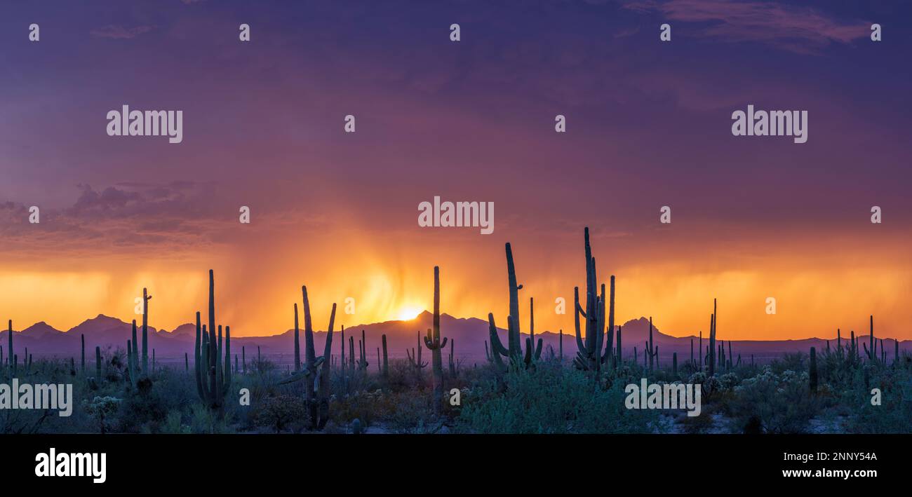Desert park in arizona hi-res stock photography and images - Alamy