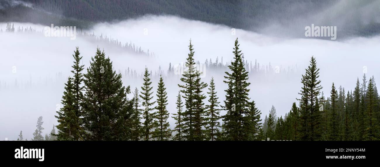 Landscape with forest in valley in fog, Sunwapta River valley, Jasper ...