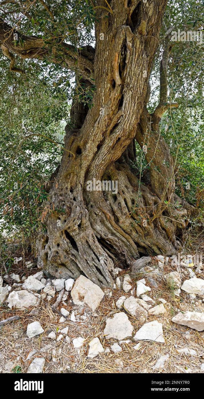 Large deciduous tree hi-res stock photography and images - Alamy