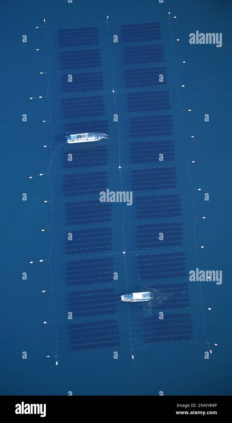 An aerial photo shows fishery boats harvesting farmed seaweed at Seto ...